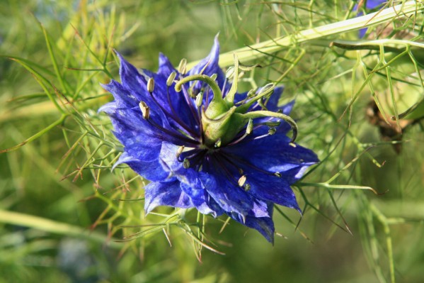 Gretchen im Busch - Nigella damacena