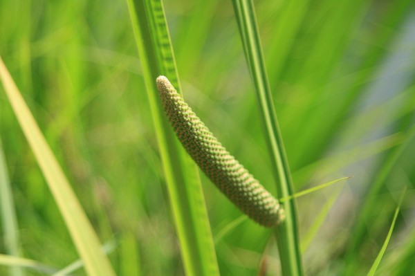 Kalmus - Acorus calamus