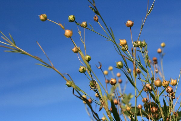 Lein - Linium usitatissimum (2)