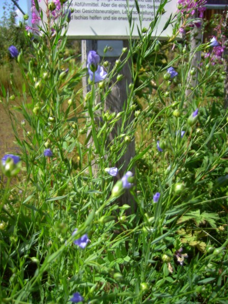 Lein - Linium usitatissimum