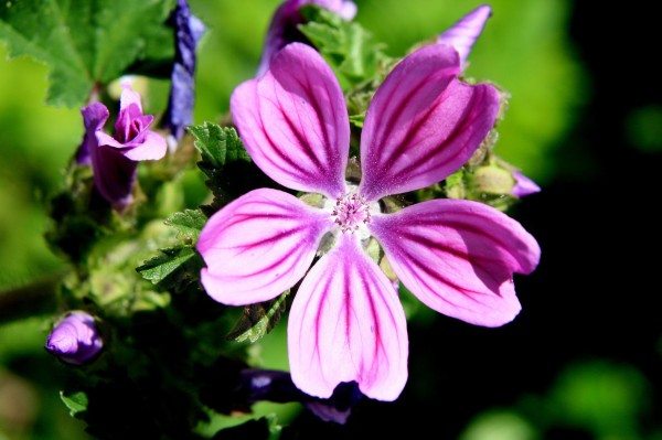 Malve - Malva sylvestris